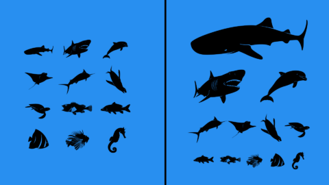 Graphic Design Principles: Hierarchy - The Noun Project Blog